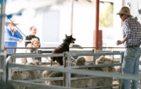 Warialda Show - Gwydir Shire Council