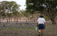 Warialda Koala Park and Wildlife Reserve - Gwydir Shire Council